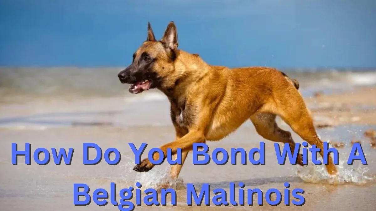 How Do You Bond With A Belgian Malinois - Unbiased Living