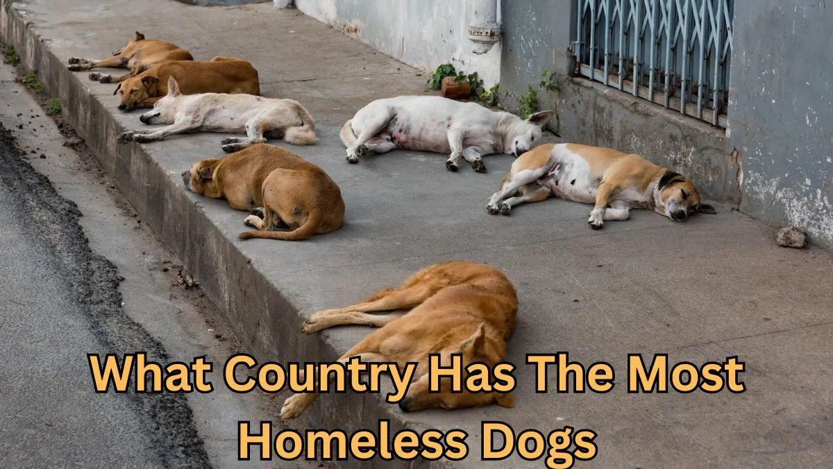 What Country Has The Most Homeless Dogs - Unbiased Living