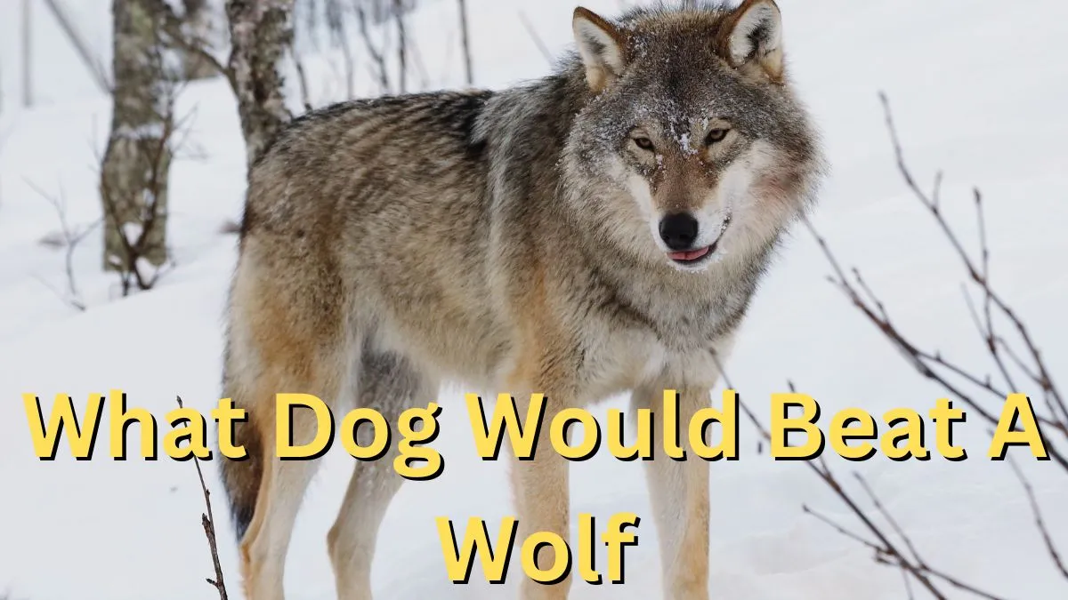 What Dog Would Beat A Wolf - Unbiased Living