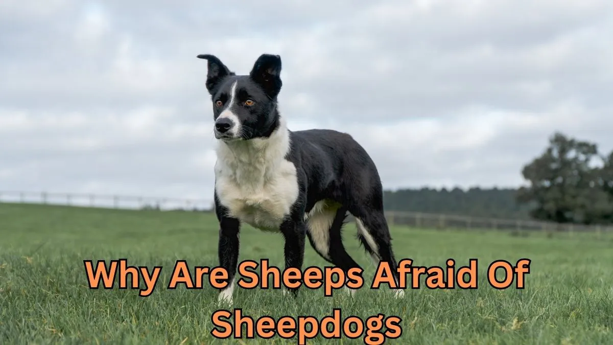 Why Are Sheeps Afraid Of Sheepdogs - Unbiased Living