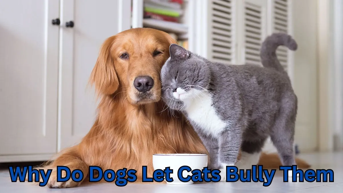 Why Do Dogs Let Cats Bully Them - Unbiased Living